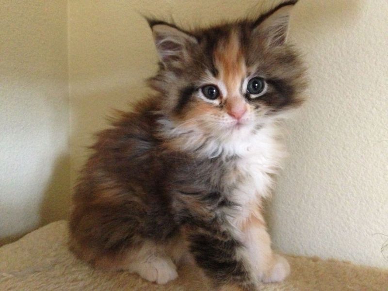 Past Maine Coon Kittens Photo Gallery | Luv My Coons Cattery