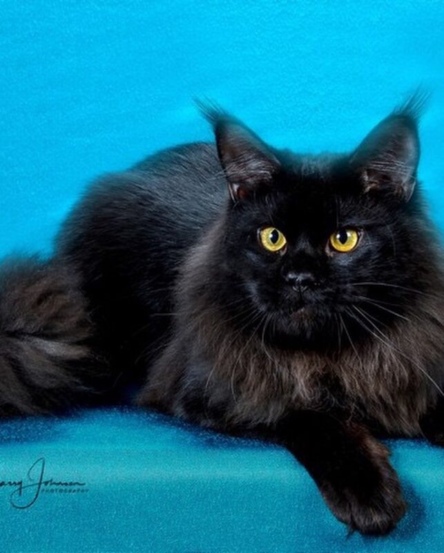 Maine Coons Florida - Maine Coons Palm Coast FL, Maine Coon Kittens ...