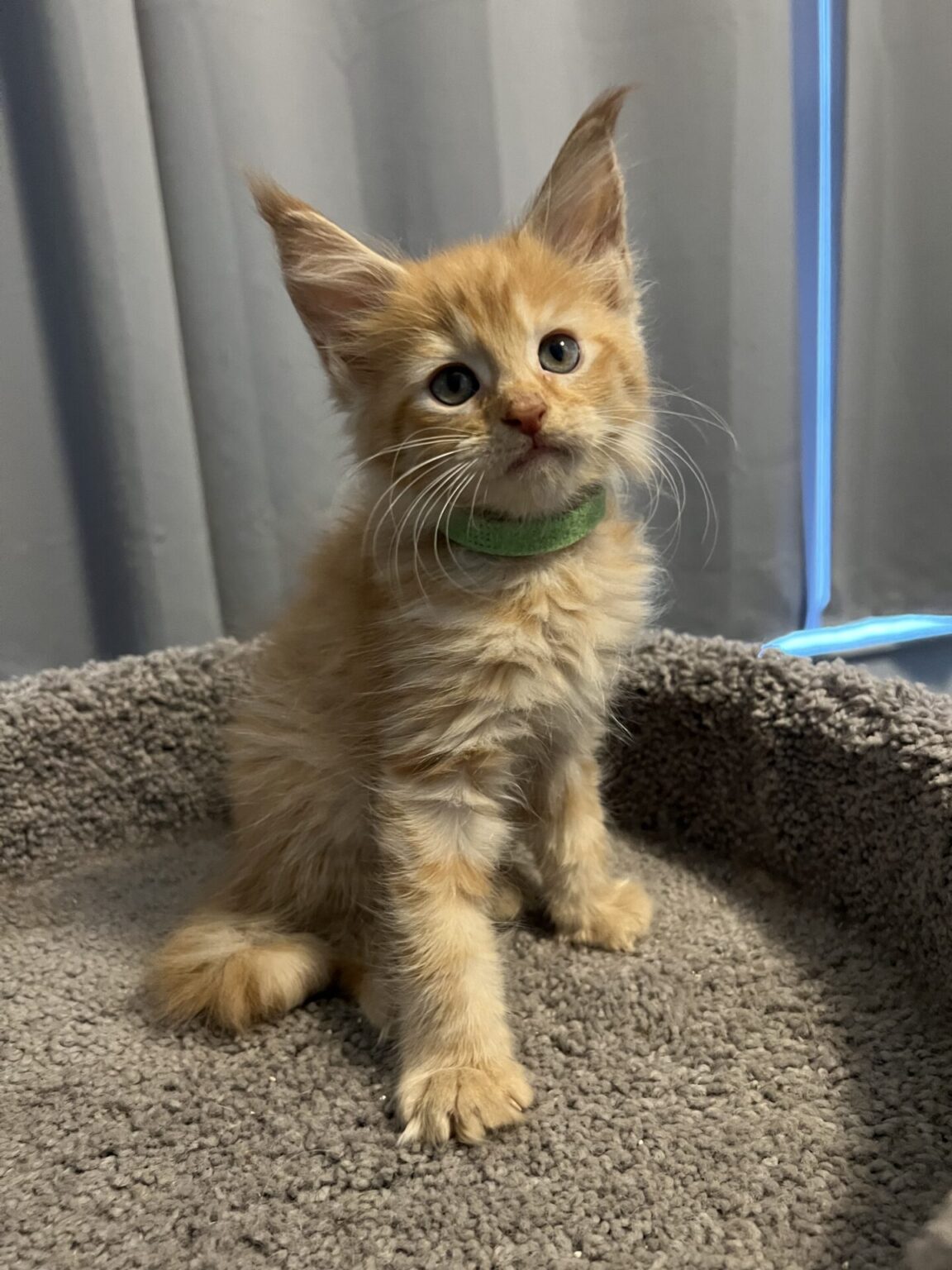 Maine Coon Kittens Ormond Beach Florida, | Luv My Coons Cattery