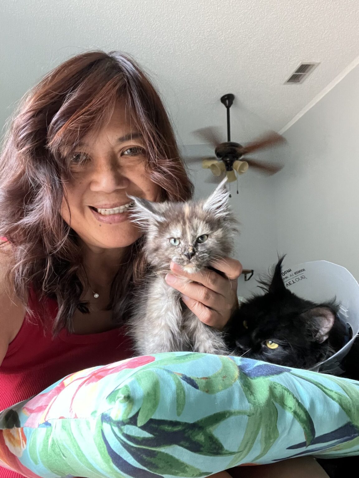 Maine Coons Florida - Maine Coons Palm Coast FL, Maine Coon Kittens ...